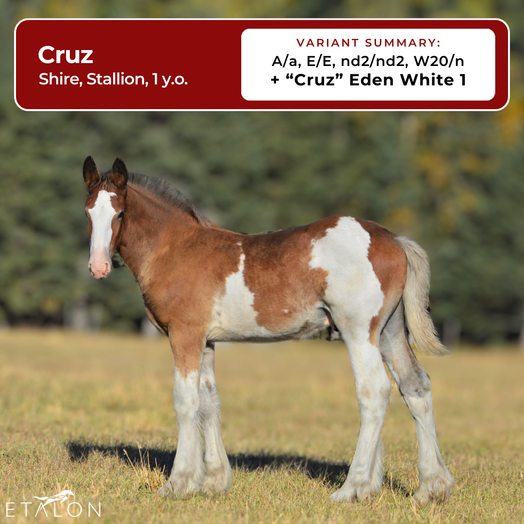 New Discovery: Eden Whites