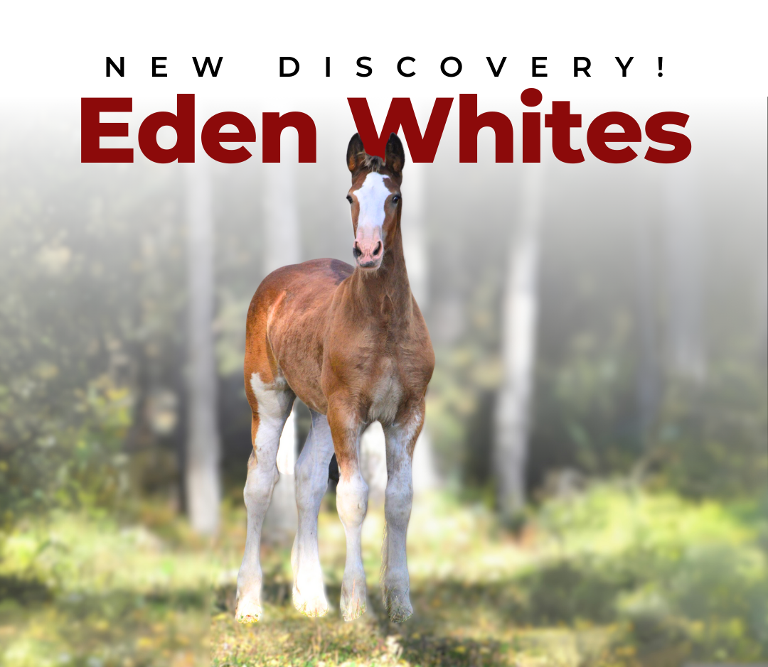 New Discovery: Eden Whites